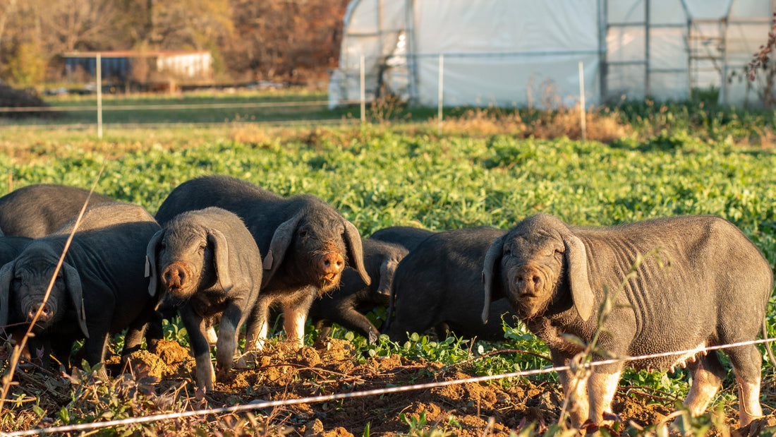 Rodgers Pastured Meishans